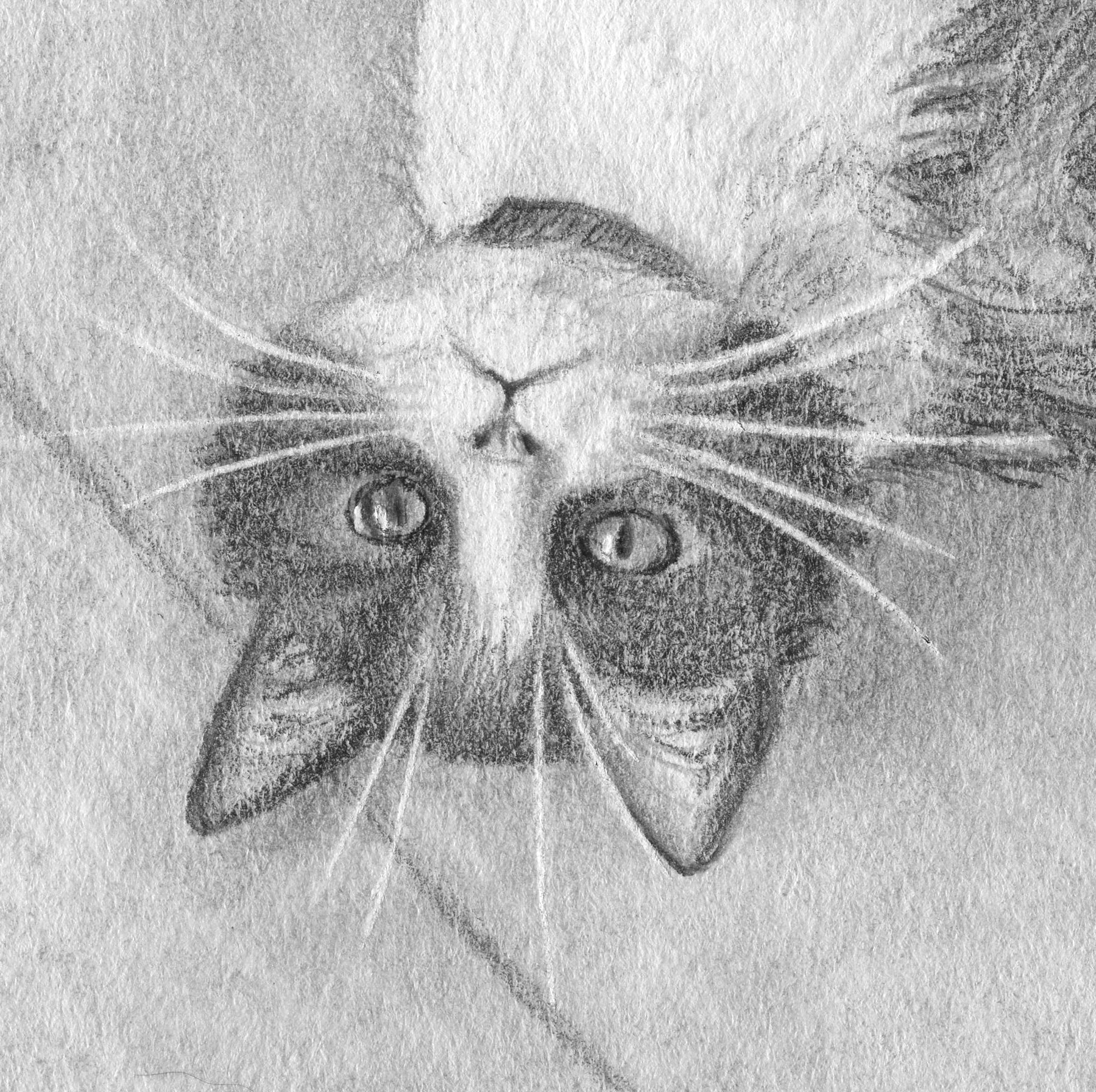 Cat Pencil Drawing Pencil Drawing Cat Original Drawing - Etsy