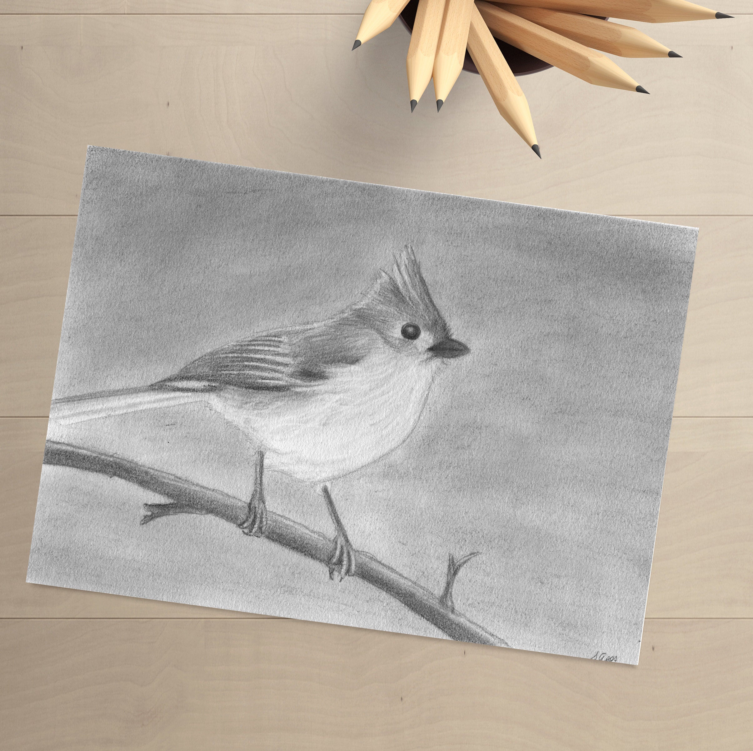 Tufted Titmouse Drawing Tufted Titmouse Bird Art Bird Decor Bird ...