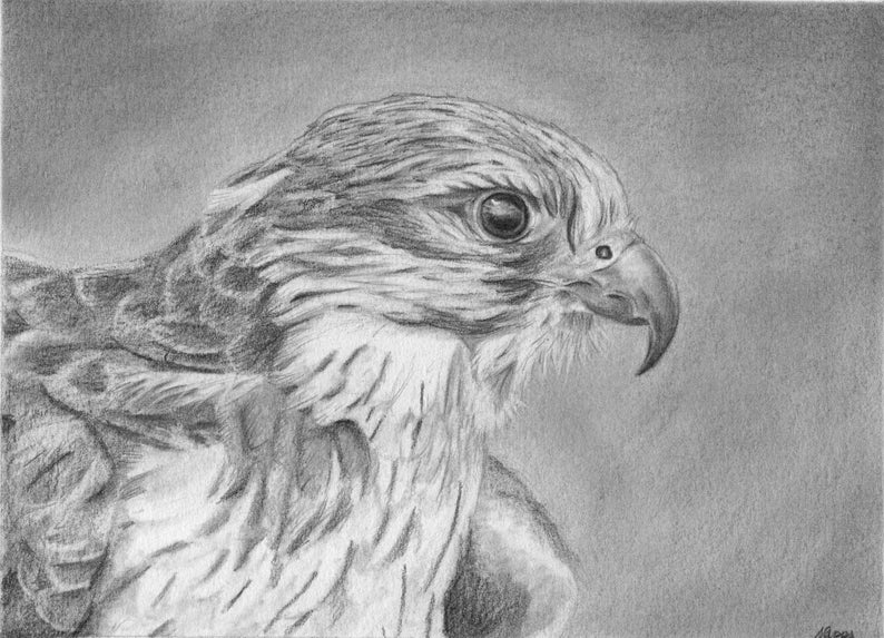 Falcon Print - Hawk Print - Bird of Prey Print - Bird Print - Bird Art ...