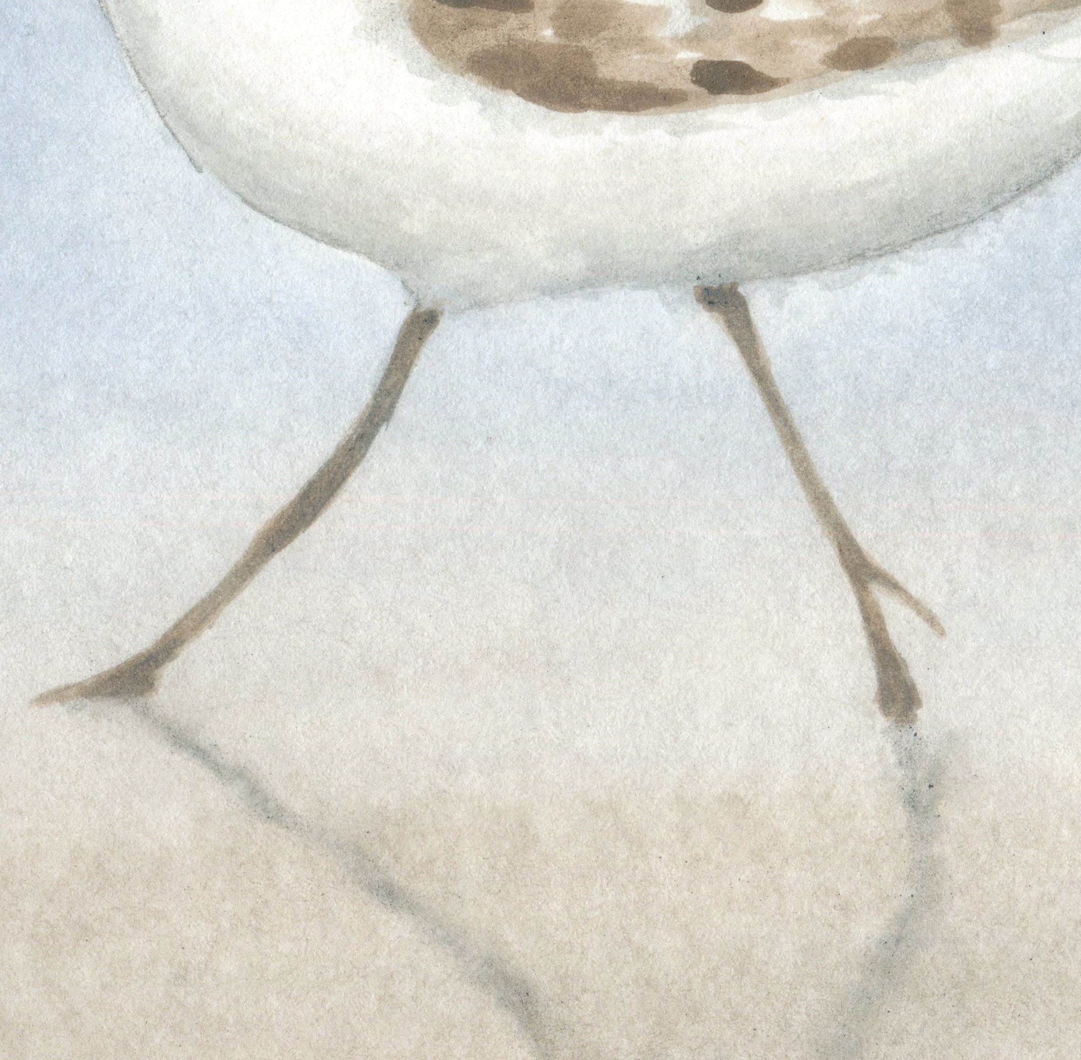 Sandpiper Print - Sandpiper Watercolor Print - Bird Print - Bird Art ...