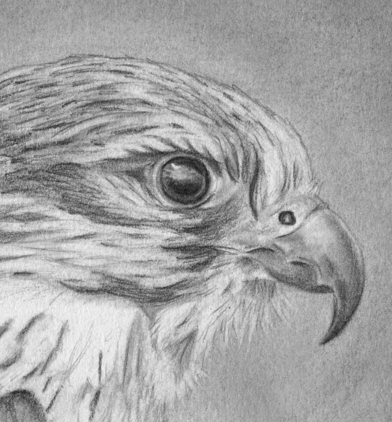 Falcon Print - Hawk Print - Bird of Prey Print - Bird Print - Bird Art ...