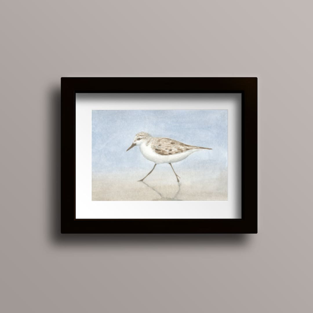 Sandpiper Print - Sandpiper Watercolor Print - Bird Print - Bird Art ...
