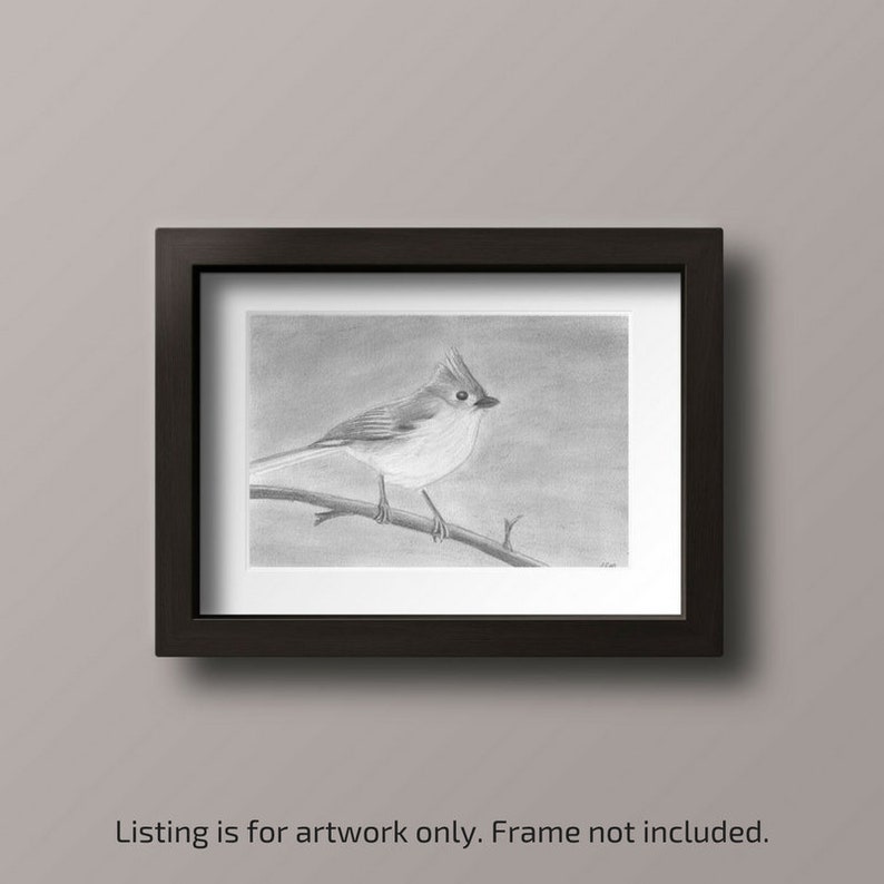 Tufted Titmouse Drawing Tufted Titmouse Bird Art Bird - Etsy