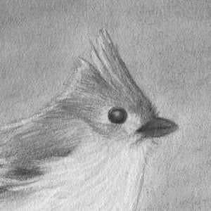 Tufted Titmouse Drawing Tufted Titmouse Bird Art Bird Decor Bird ...