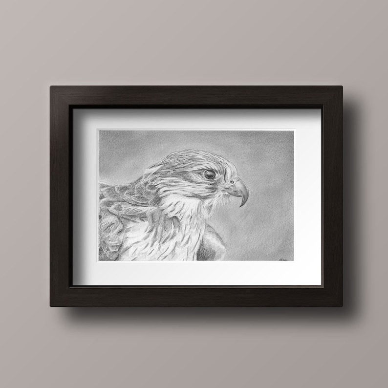 Falcon Print - Hawk Print - Bird of Prey Print - Bird Print - Bird Art ...
