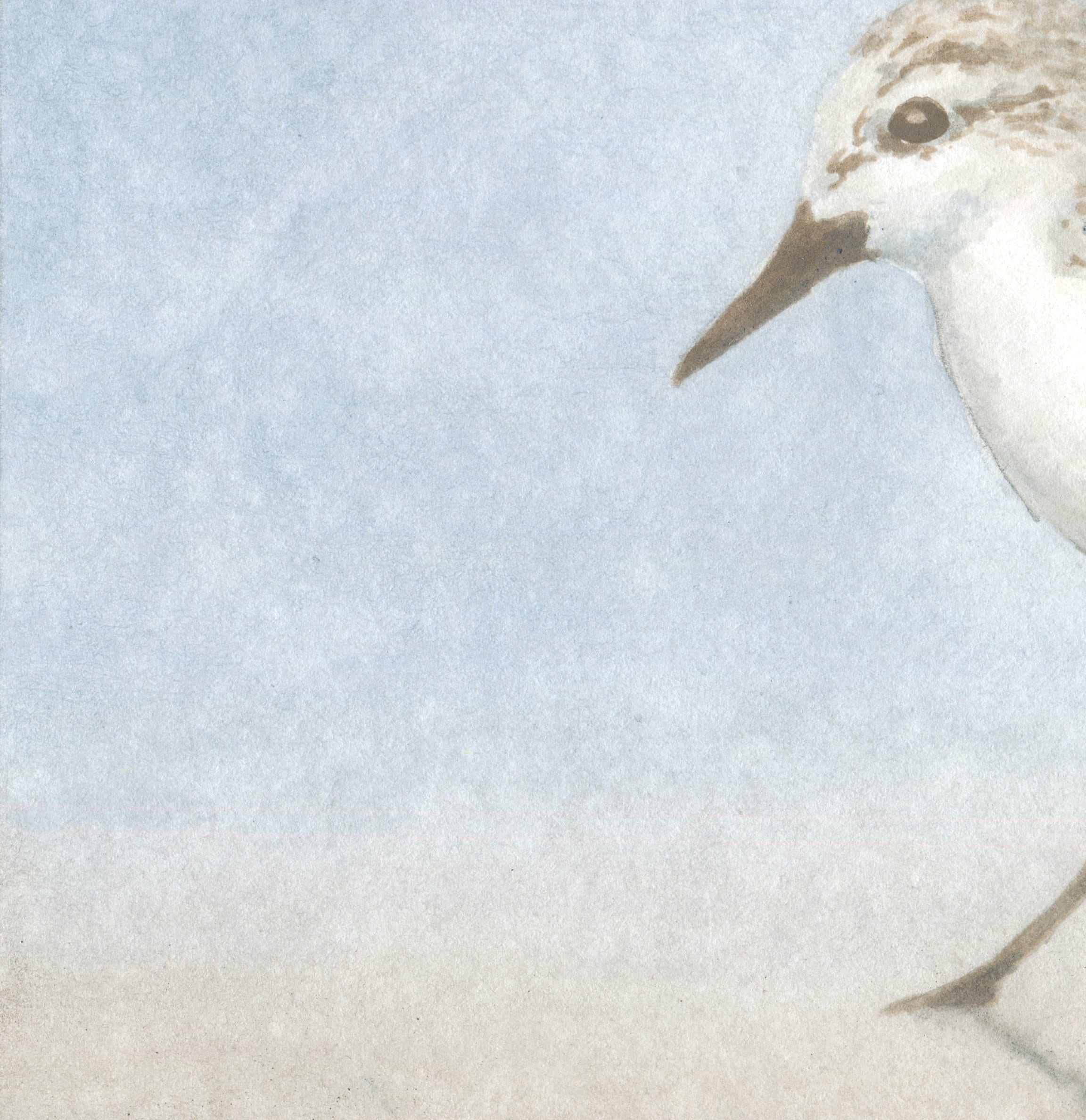 Sandpiper Print Sandpiper Watercolor Print Bird Print Bird Art Ocean ...
