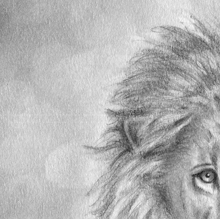 Lion Print Lion Drawing Print Lion Lion Art Print Lion - Etsy