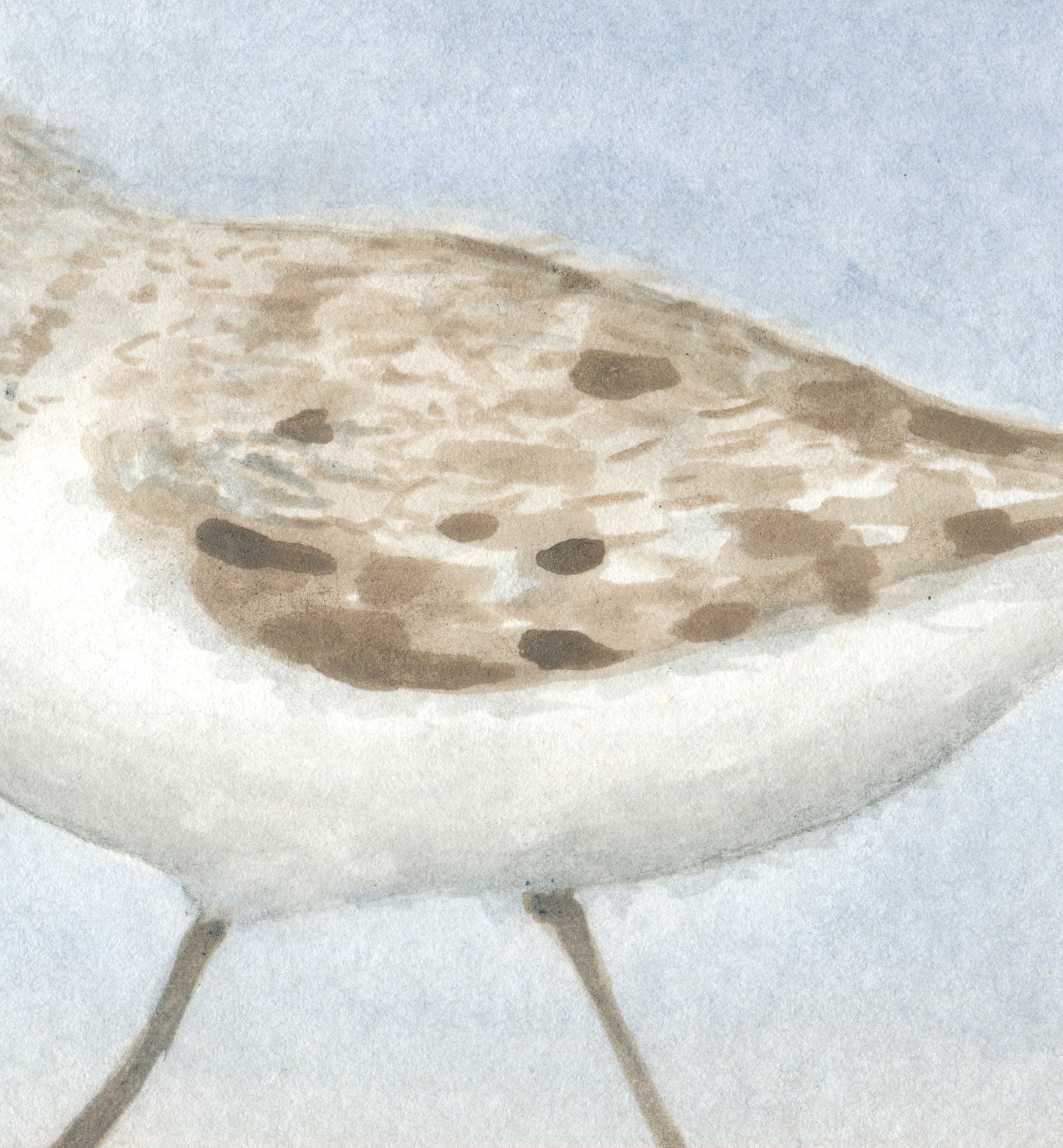 Sandpiper Print Sandpiper Watercolor Print Bird Print Bird Art Ocean ...