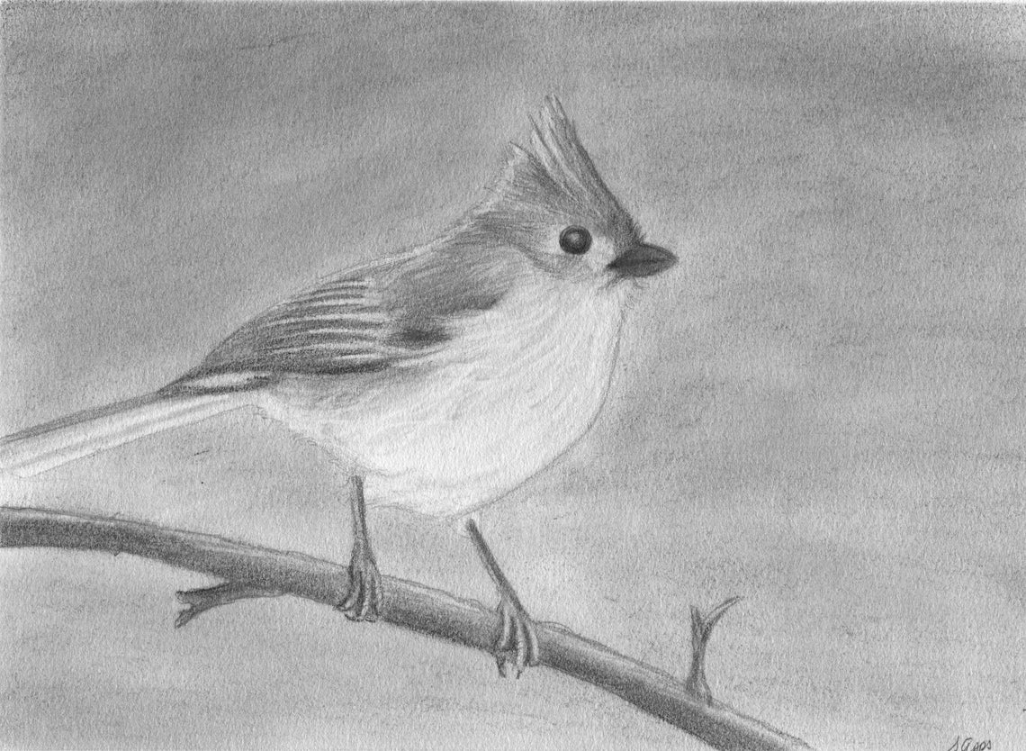 Tufted Titmouse Drawing Tufted Titmouse Bird Art Bird - Etsy