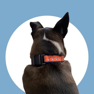 Banjo Dog Collar, Harness or Leash With Personalized Engraved Buckle ...