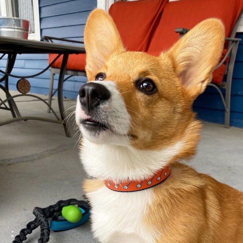 Banjo Dog Collar Harness or Leash With Personalized Engraved - Etsy