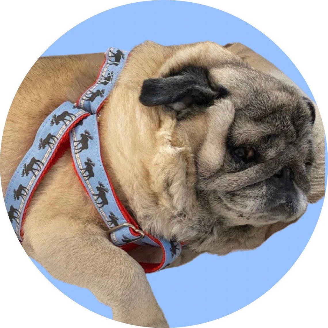 Moose Dog Collar Leash or Harness With Personalized Engraved | Etsy