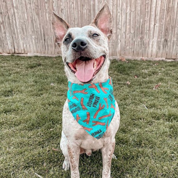 Pet Accessories Pet Clothing, Accessories & Shoes snap on College Dog ...