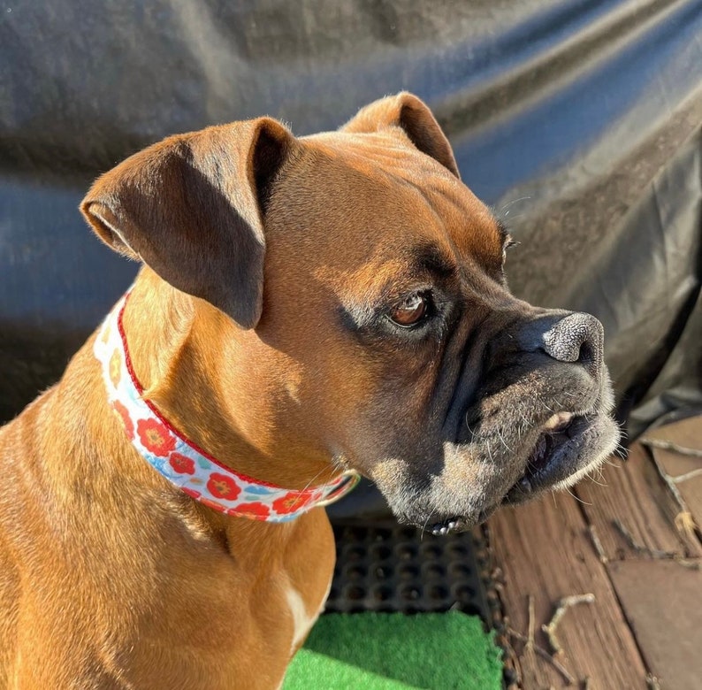 Poppy Dog Collar Harness or Leash With Personalized Metal - Etsy