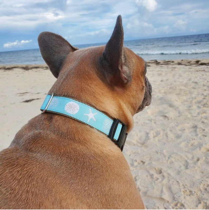 Summer Beach Dog Collar Harness or Leash With Personalized | Etsy