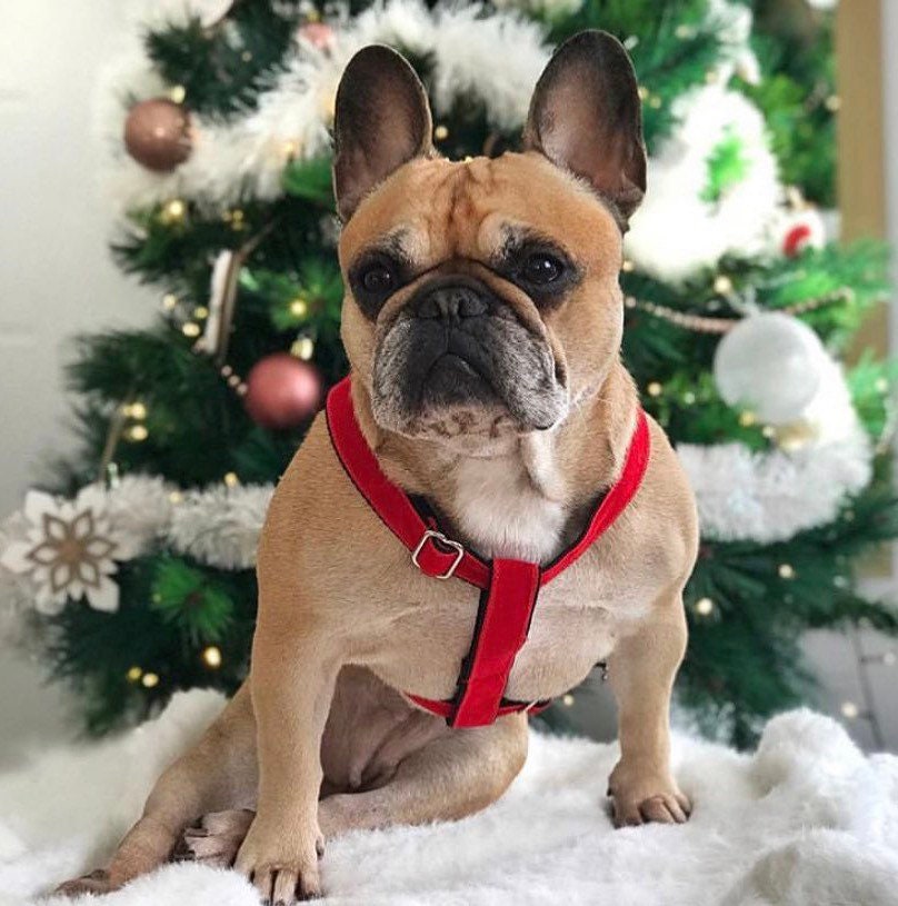 Red Velvet Dog Collar Leash or Harness with Personalized | Etsy