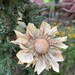 Sunflower Made With Bookpages - Etsy
