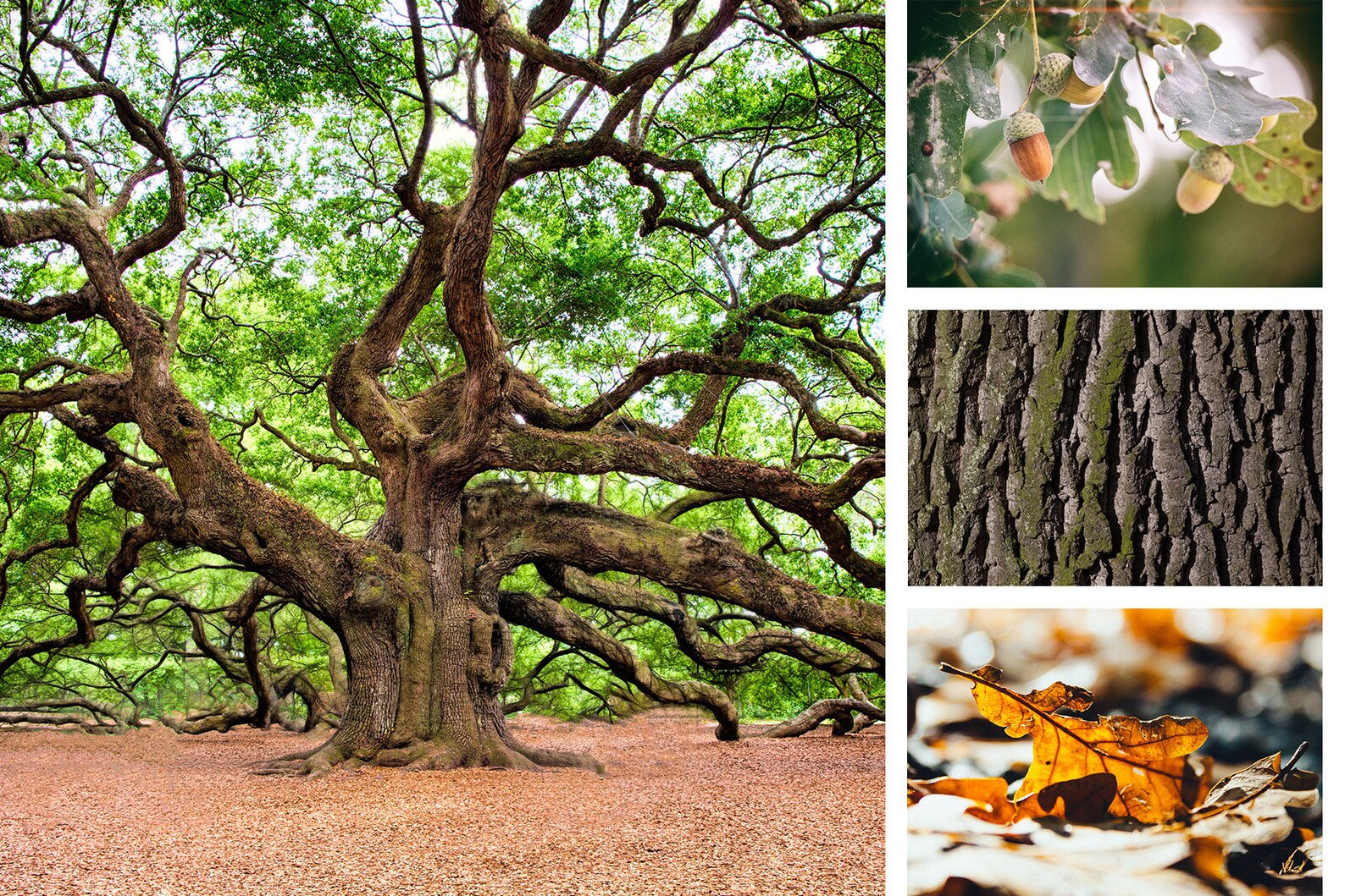 Modern Layout Collage Automated PSD Templates 6x4 Aspect Ratio - Etsy