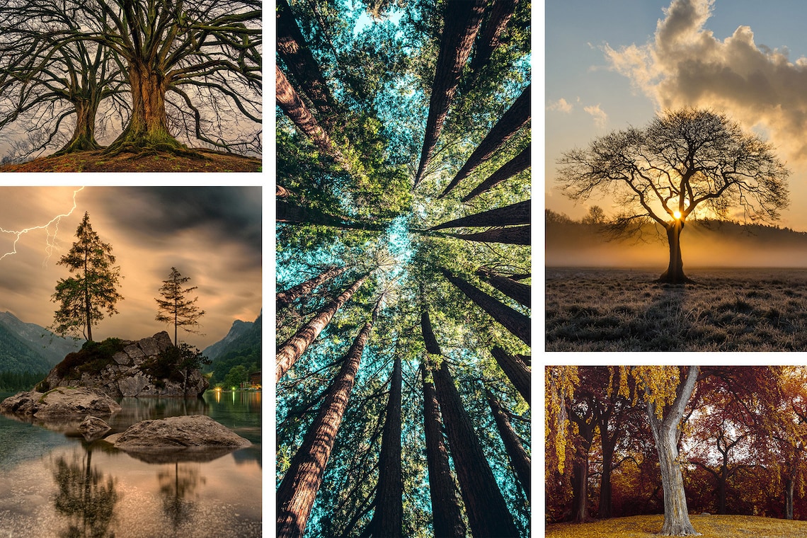 Modern Layout Collage Automated PSD Templates 6x4 Aspect Ratio - Etsy