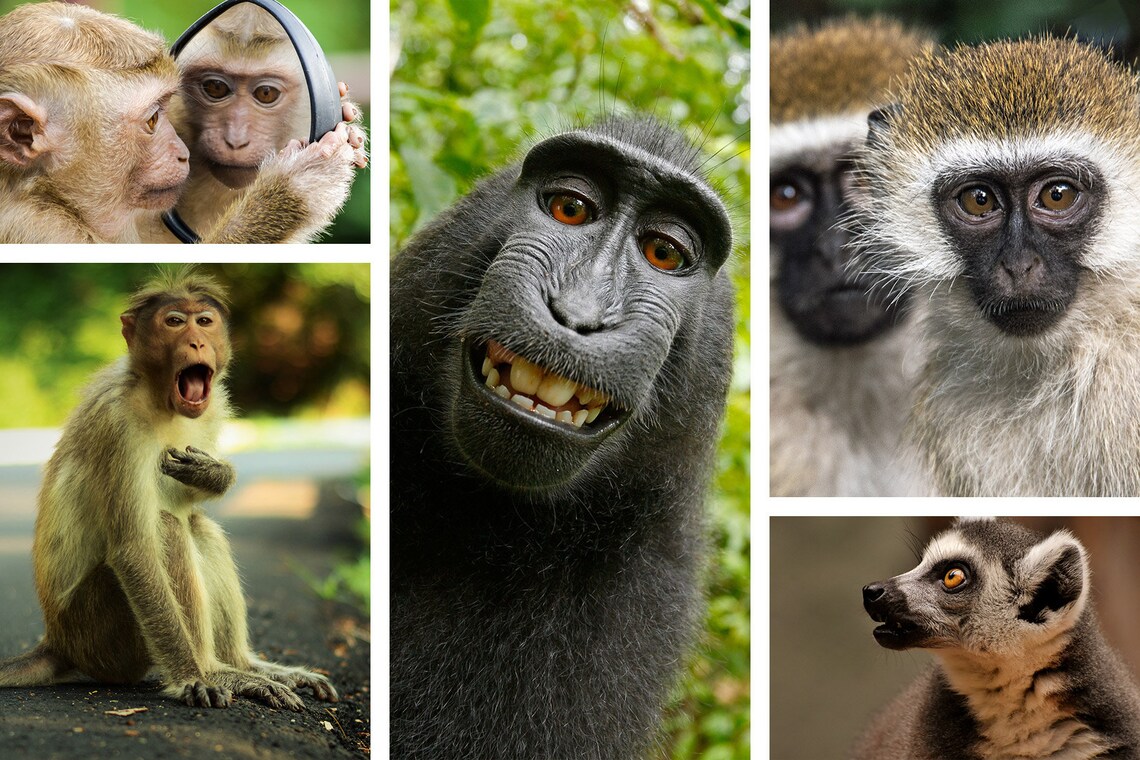 Modern Layout Collage Automated PSD Templates 6x4 Aspect Ratio - Etsy