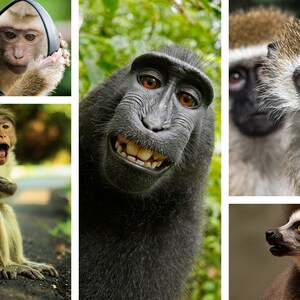 Modern Layout Collage Automated PSD Templates 6x4 Aspect Ratio - Etsy