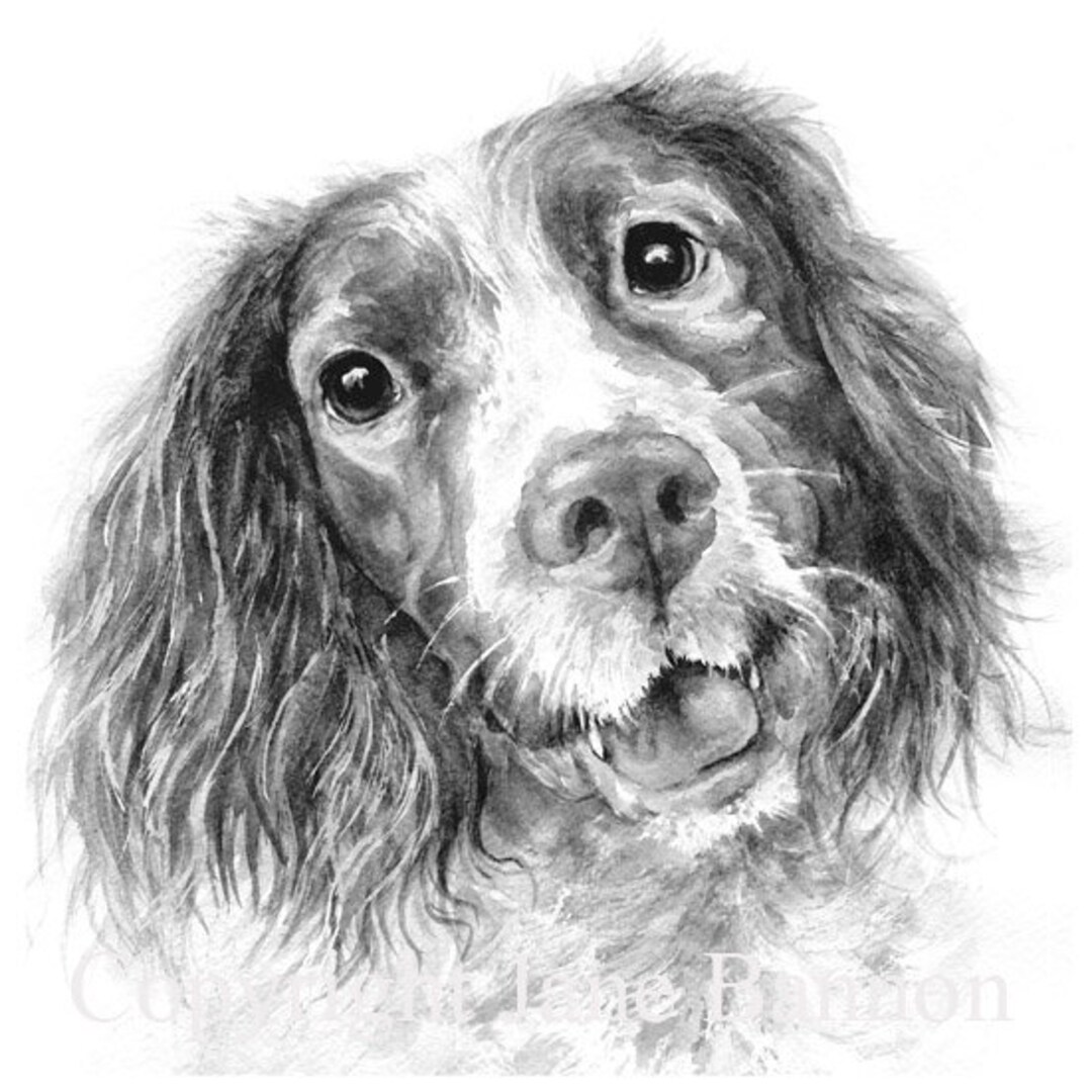 Spaniel, Greetings Card, Recycled Card and Envelope - Etsy