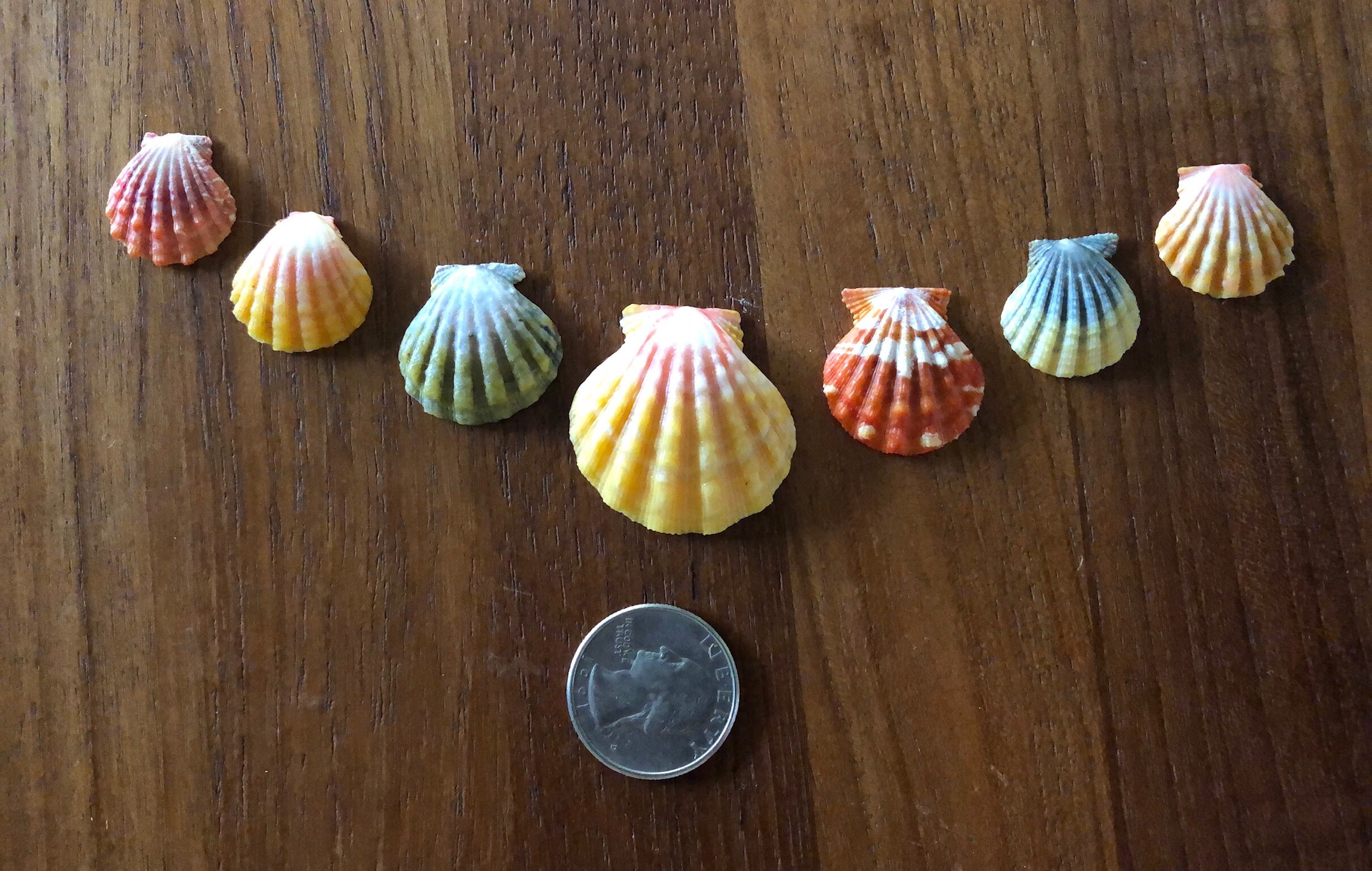 Custom-made Seven Sunrises on Kauai Puka Shells And/or Shell - Etsy