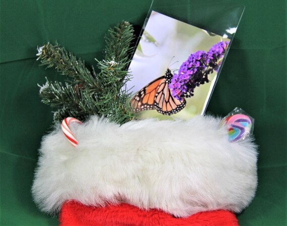 Monarch Butterfly Photo Magnet - Etsy