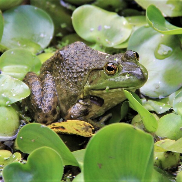 Bull Frog - Etsy