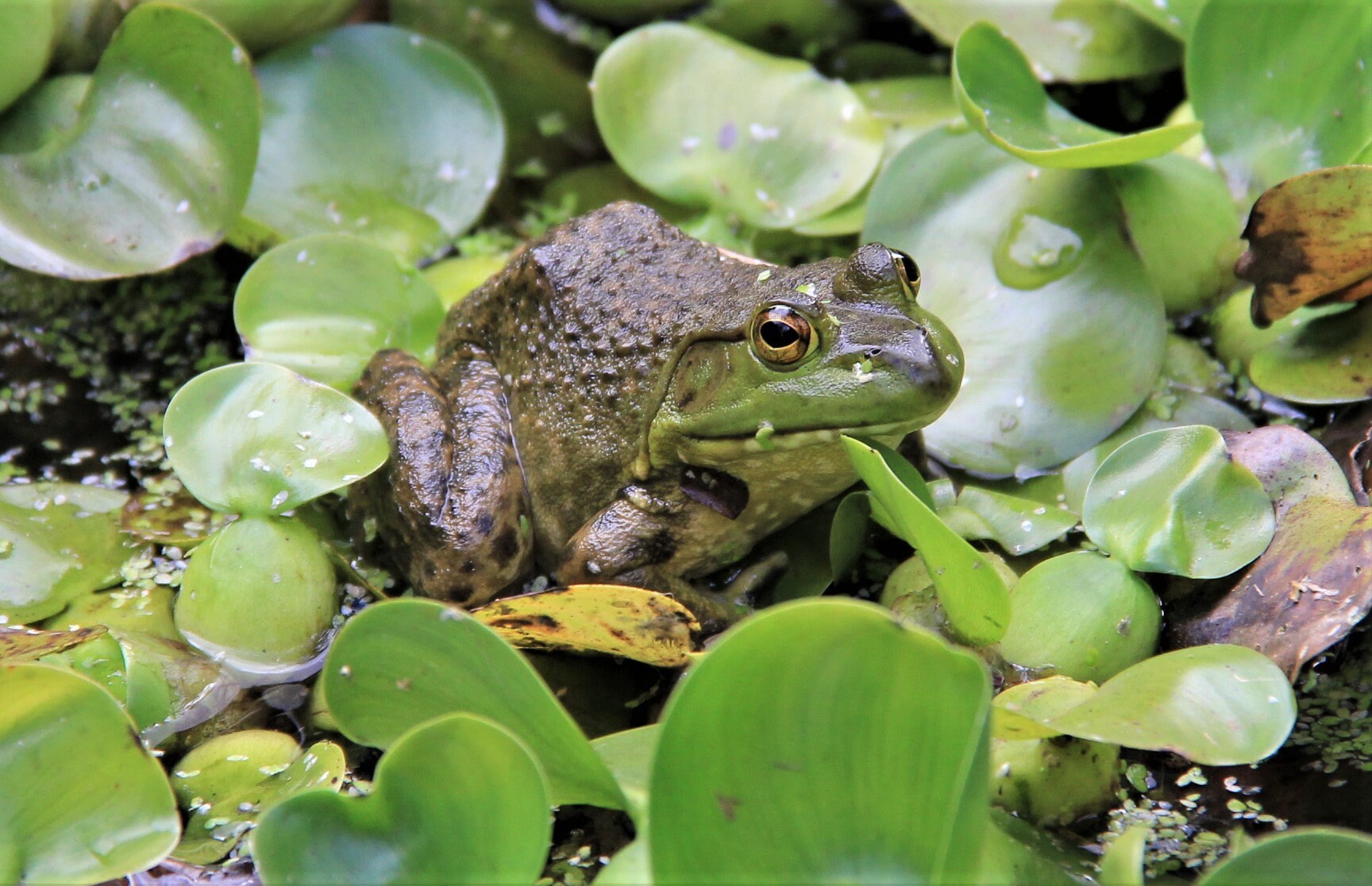 Bull Frog Photograph - Etsy