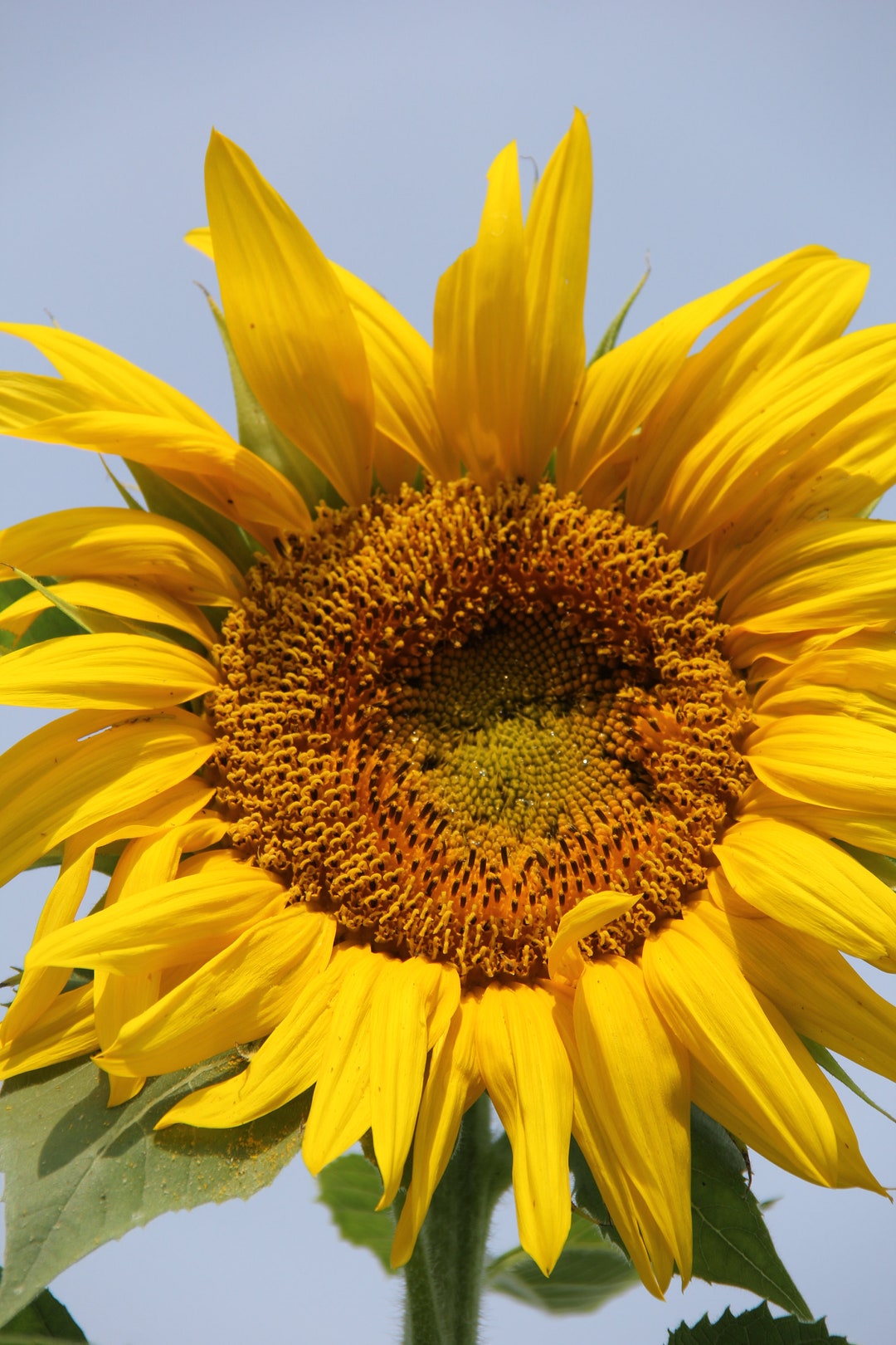Yellow Sunflower - Photograph - Etsy