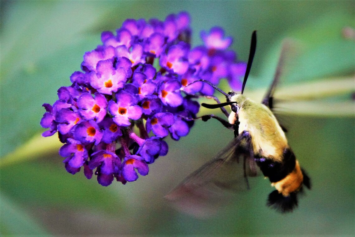 Hummingbird Sphinx Moth Photograph - Etsy