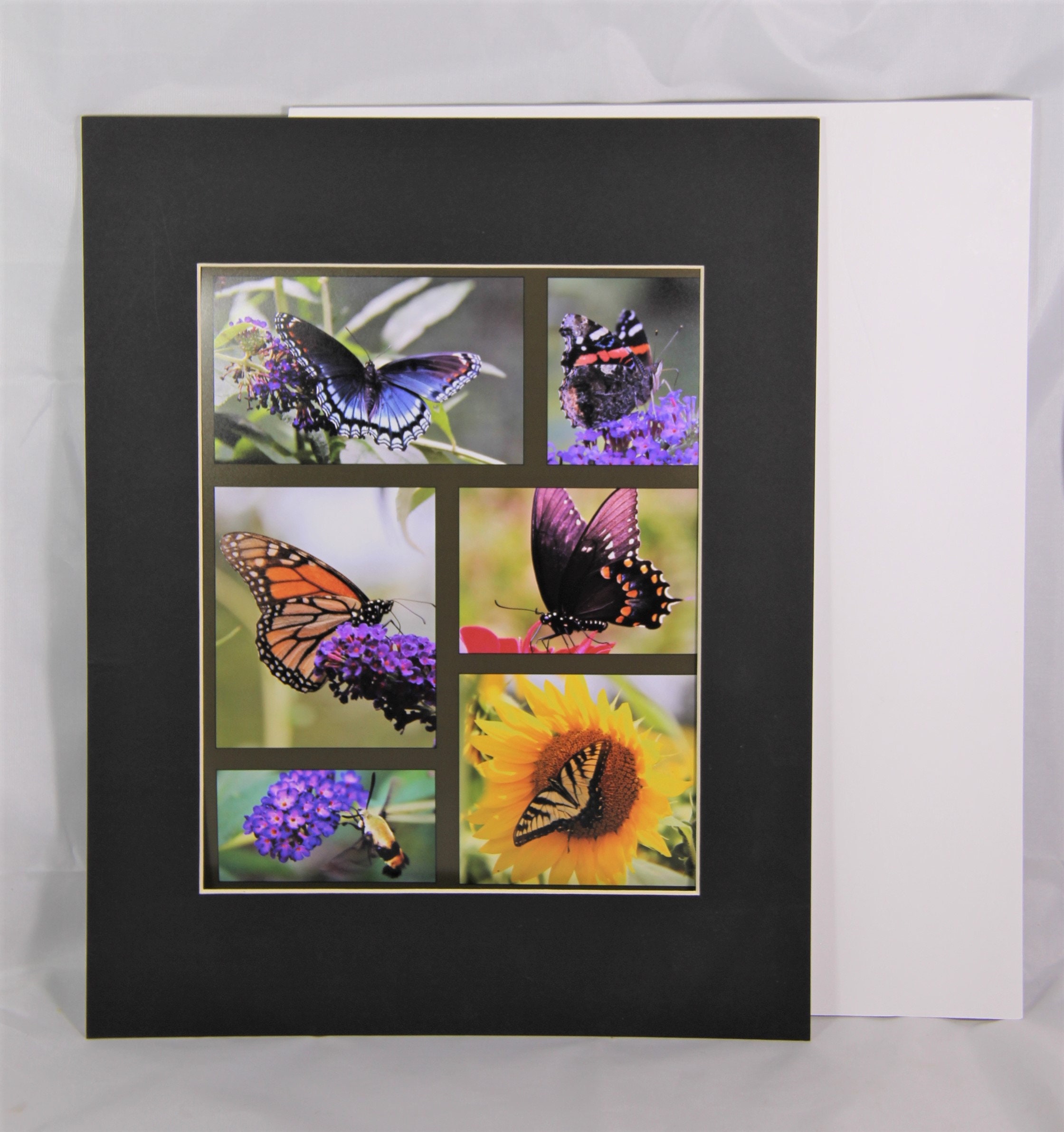 Butterfly and Moth Photo Collage - Etsy