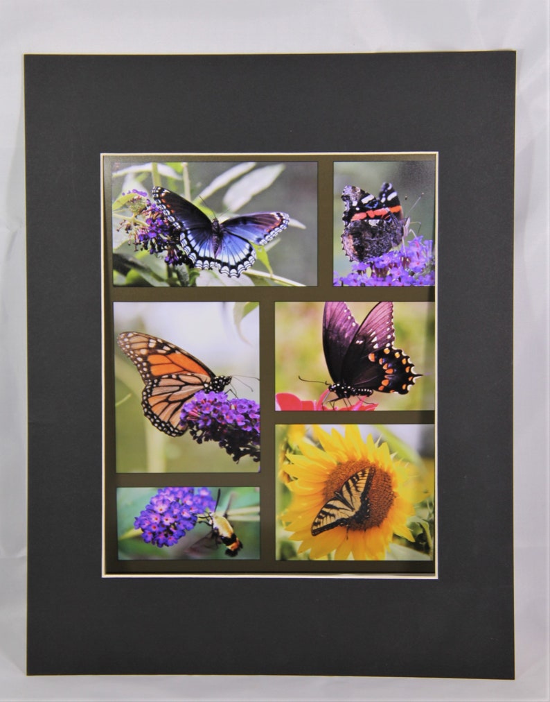Butterfly and Moth Photo Collage - Etsy