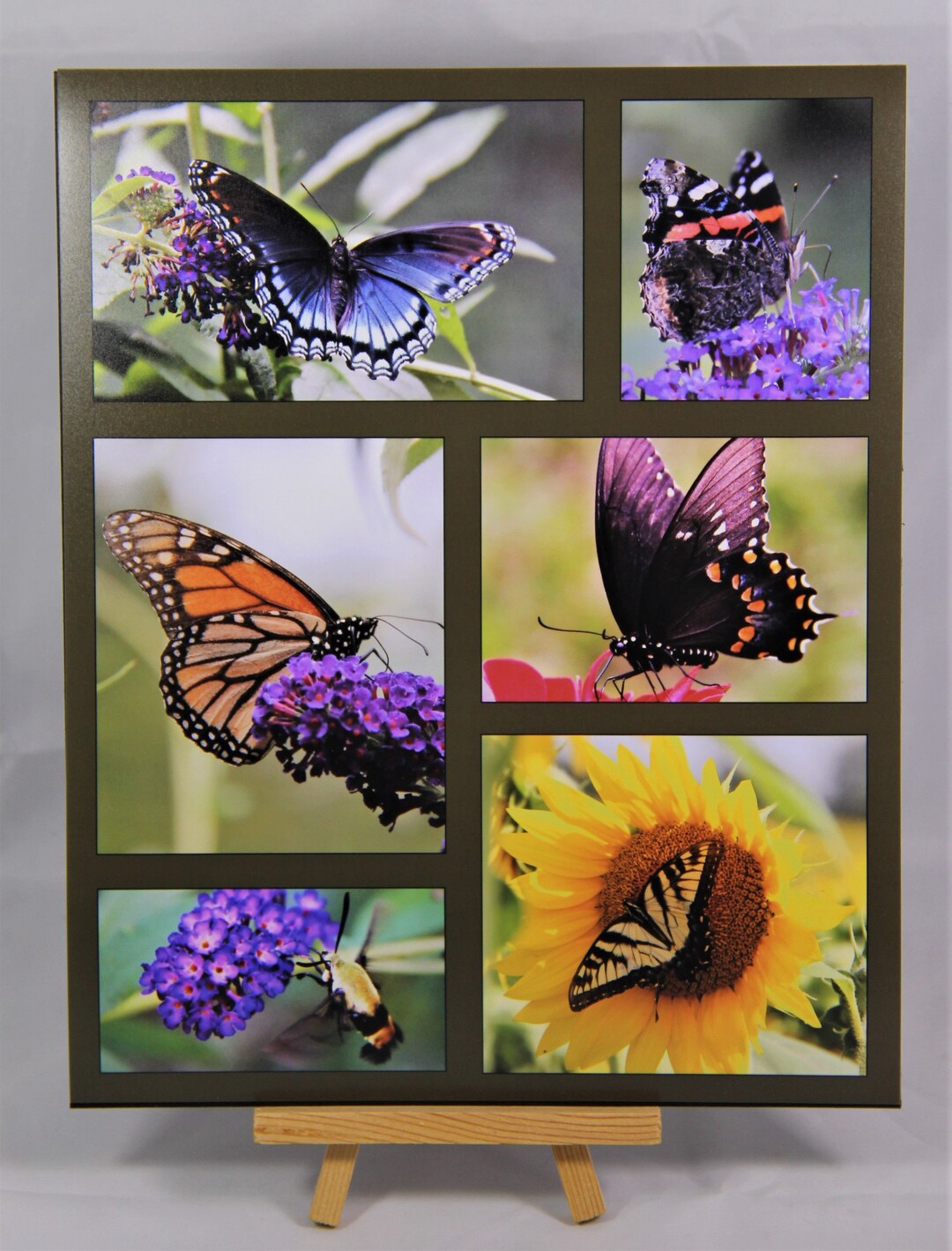 Butterfly and Moth Photo Collage - Etsy