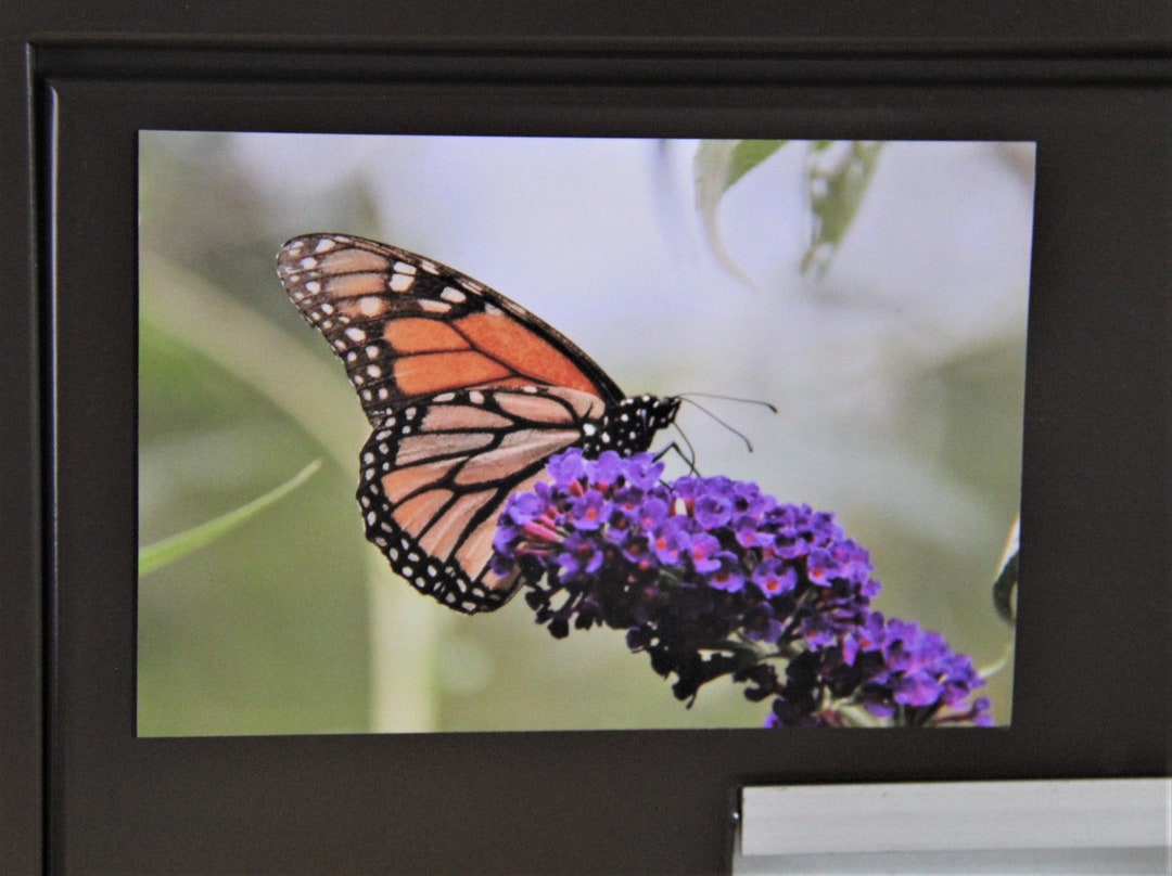 Monarch Butterfly Photo Magnet - Etsy