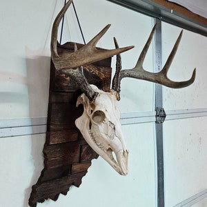 European Mount Plaque, Euro Mount, Antlers, Wall Art Decor, Skull Mount ...