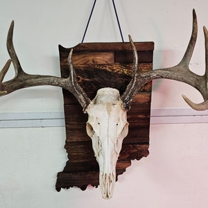 European Mount Plaque, Euro Mount, Antlers, Wall Art Decor, Skull Mount ...