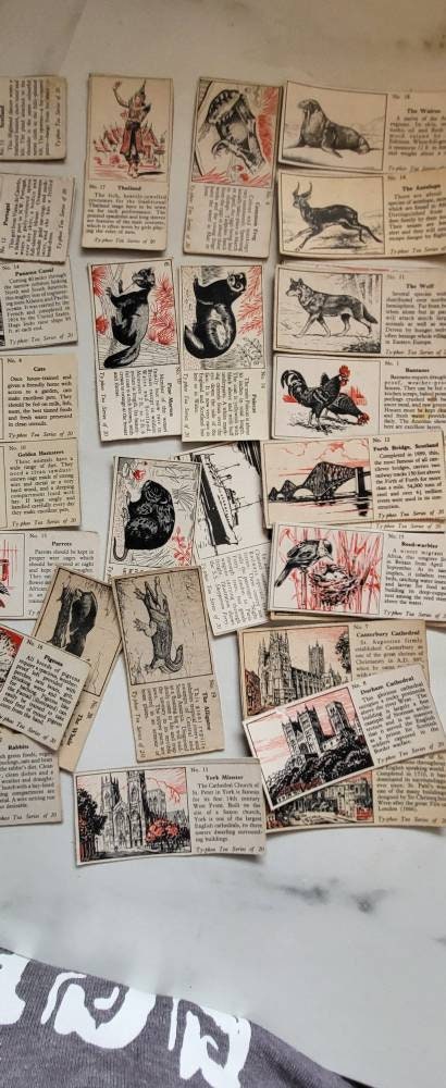 Typhoo Tea Cards Vintage - Etsy