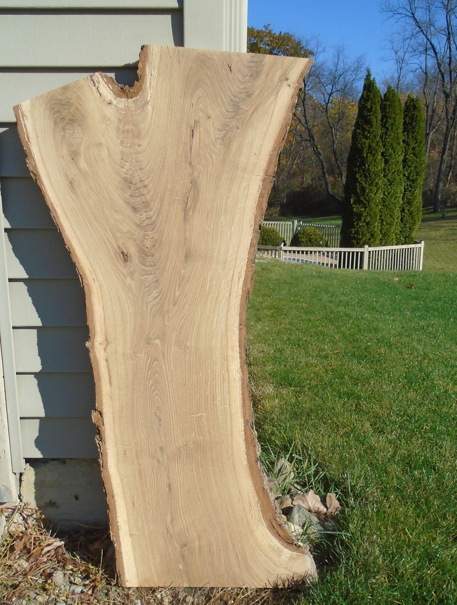 White Oak Live Edge Slab Spalted Tiger Grain Table Decor Art - Etsy