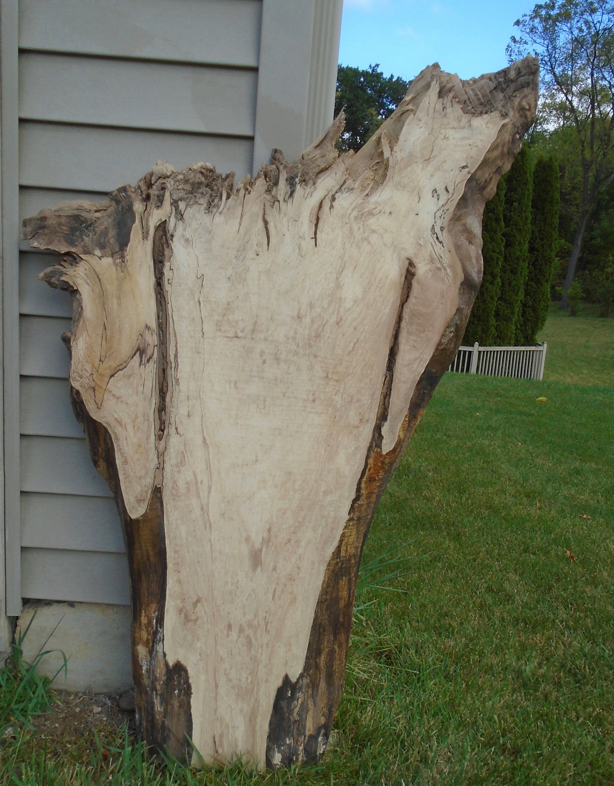 Spalted Maple Live Edge Lumber Slab Root Table Decor Art 46 - Etsy