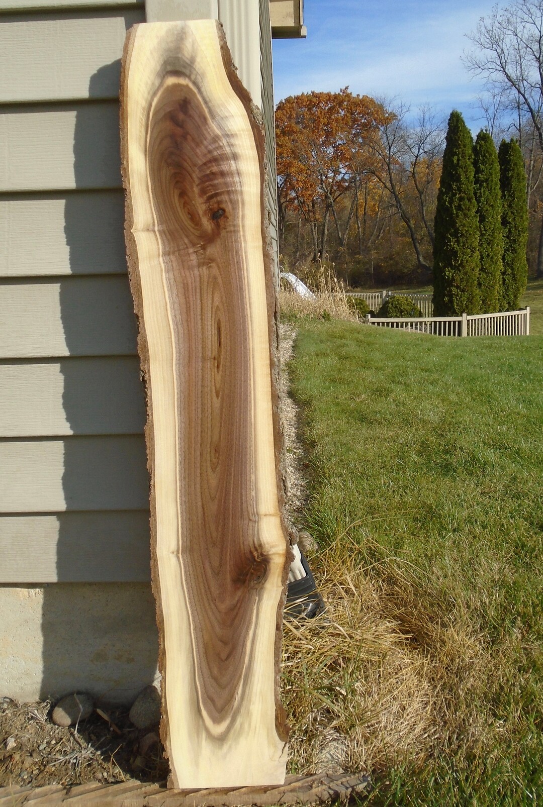 Black Walnut Live Edge Lumber Slab Fancy Grain Fish Mount Plaque Decor ...