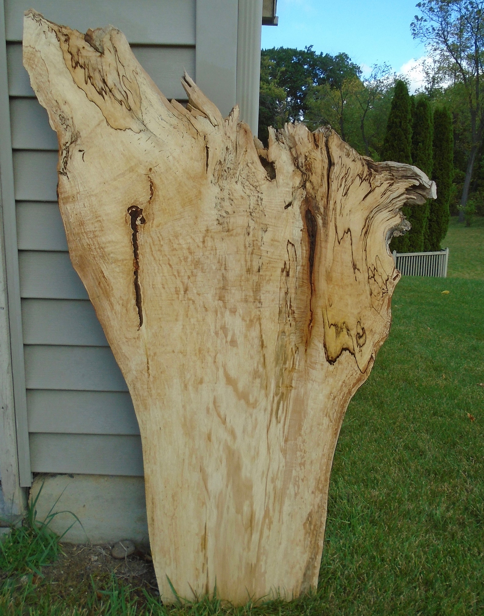Spalted Maple Live Edge Lumber Slab Root Table Decor Art 46 1/2" Long ...