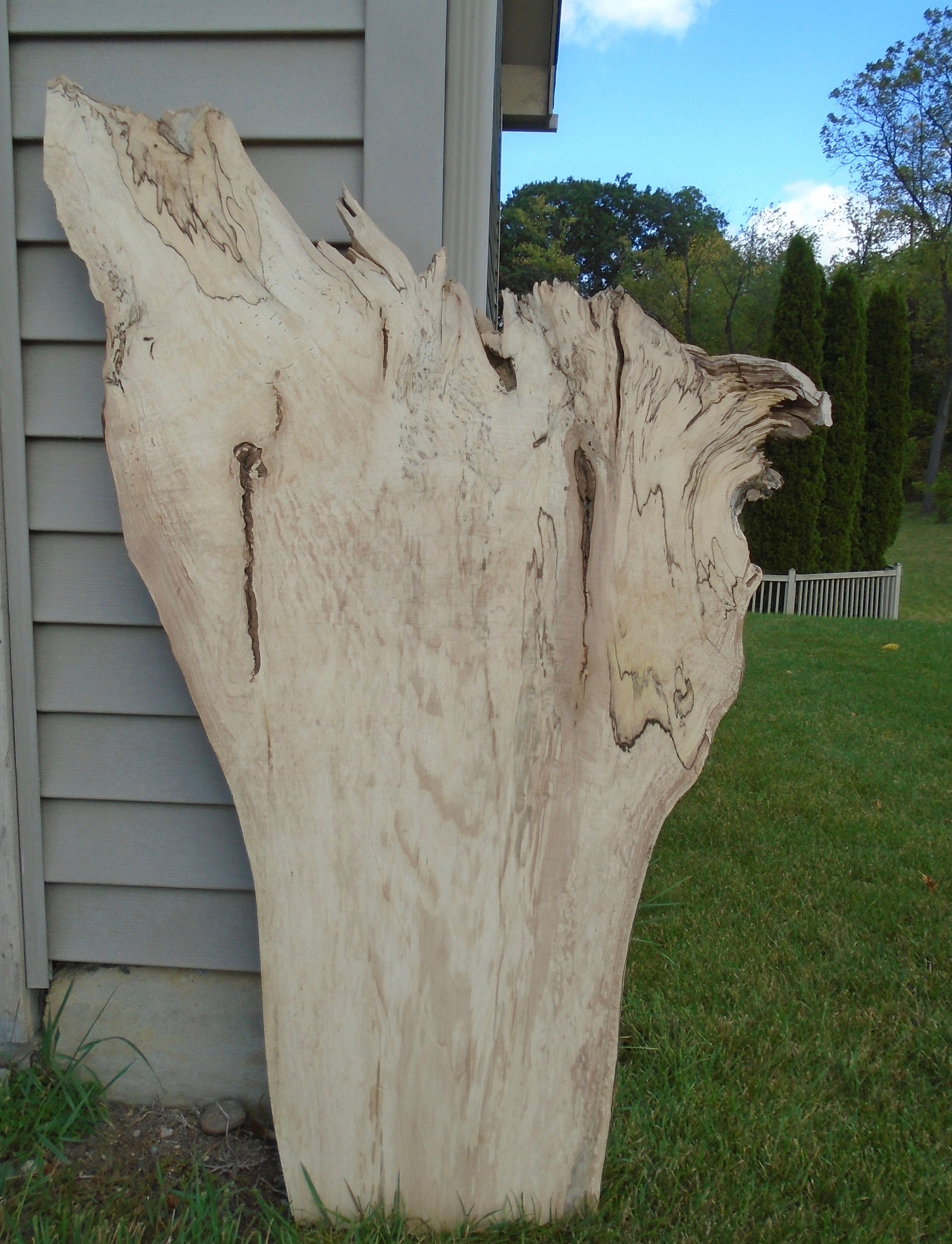 Spalted Maple Live Edge Lumber Slab Root Table Decor Art 46 - Etsy