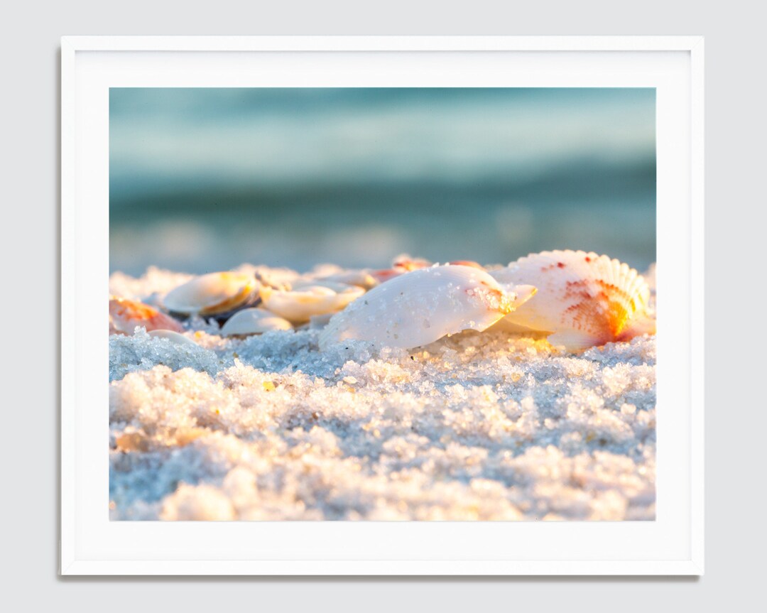 Beach Shells ~ Destin, Miramar Beach, Florida Photography Print ...