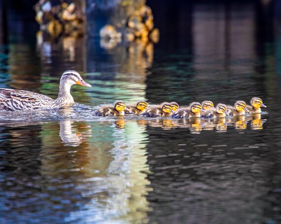 Harbor Duck Family Destin Florida Photography Print or | Etsy