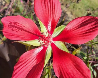10 Giant Red Star Hibiscus Flower Seeds-1096a - Etsy