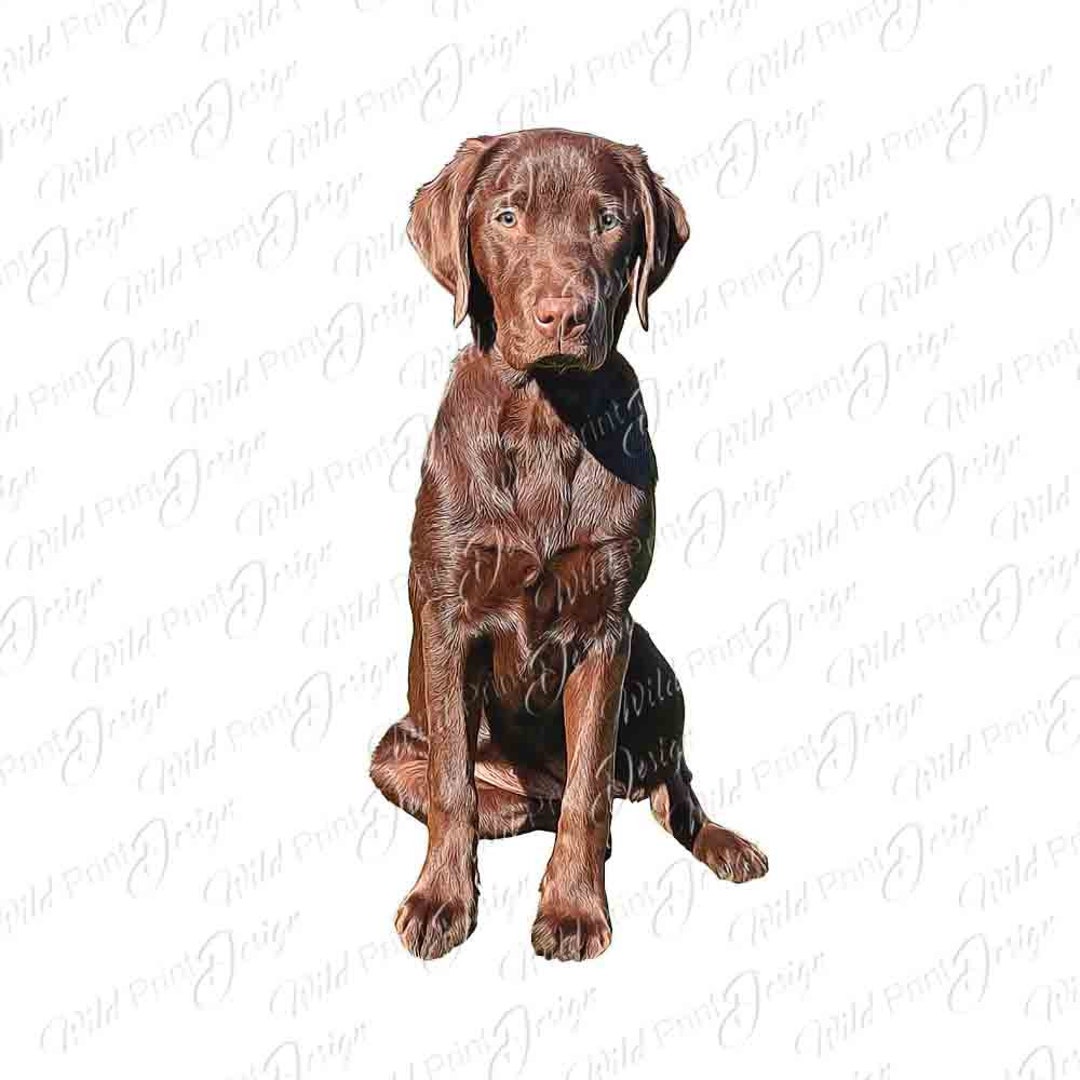 Chocolate Lab Retriever Dog Clipart Design Lab Dog Art, PNG, Digital ...