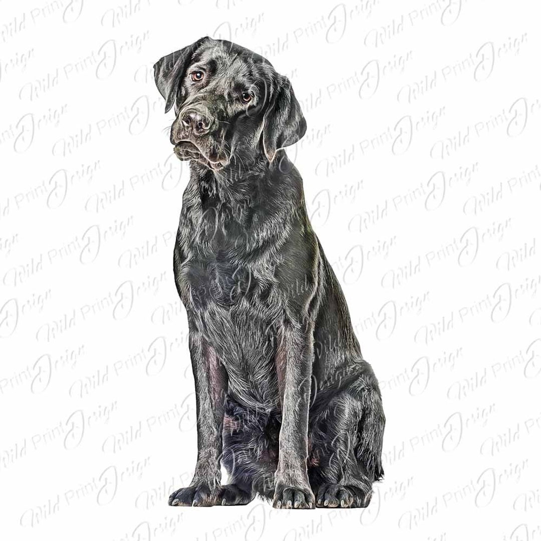 Black Labrador Retriever Dog Clipart Design, PNG, Black Lab Dog Poster ...
