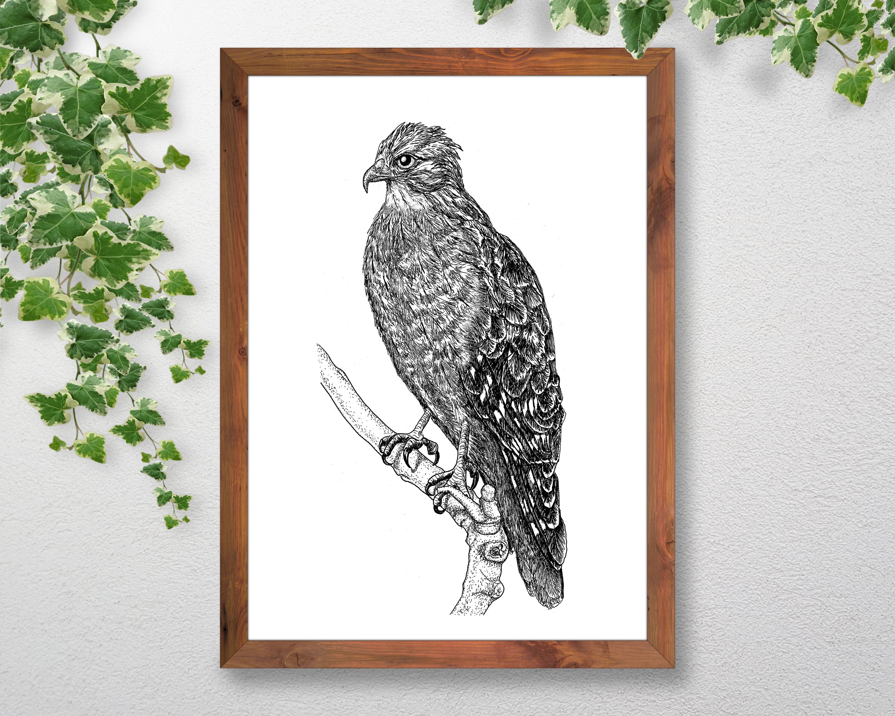 Red Shouldered Hawk Wall Art Decor, Bird of Prey Pen and Ink Drawing on ...